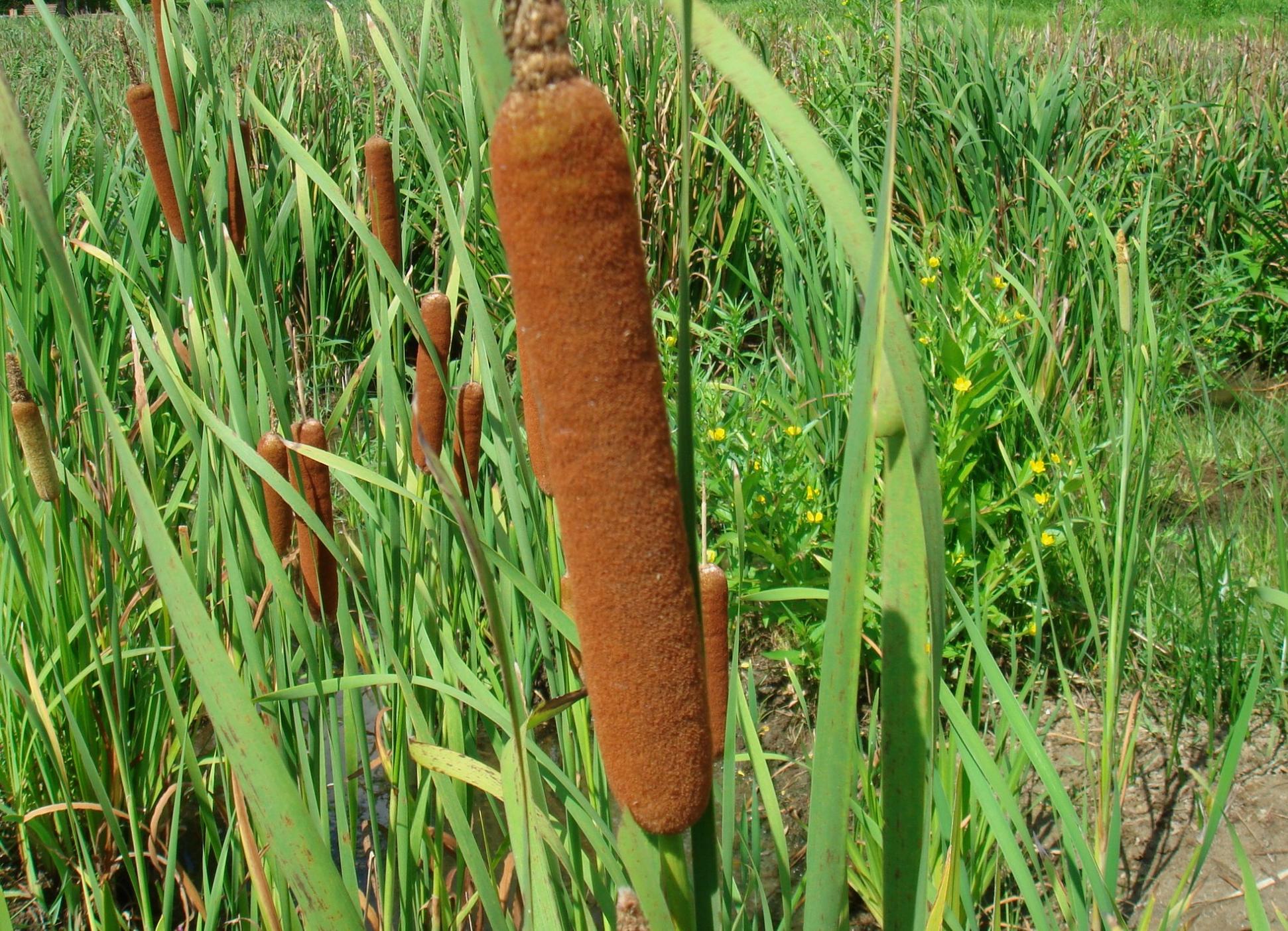 Typha orientalis C. Presl